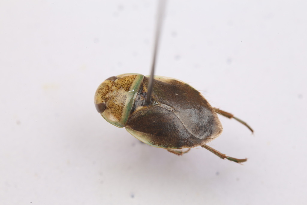 saucer bug from Beijing, Beijing, CN on April 9, 2022 at 11:50 PM by ...