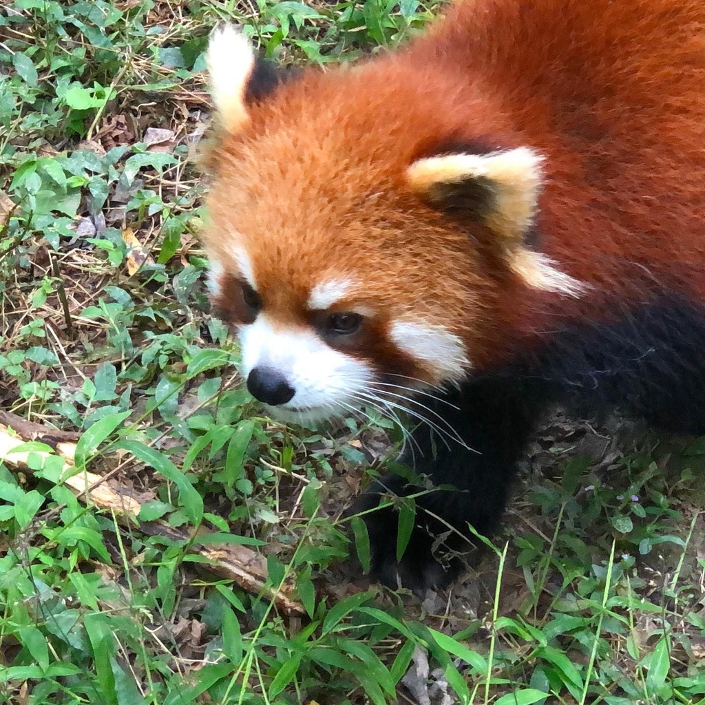 Chinese Red Panda in November 2019 by tcigagna · iNaturalist