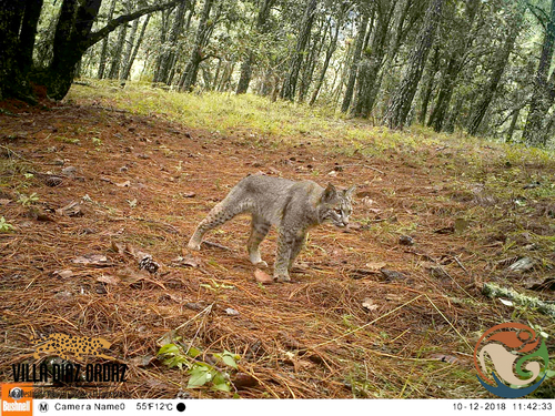 Lince de Oaxaca (Lynx rufus subsp. oaxacensis)
