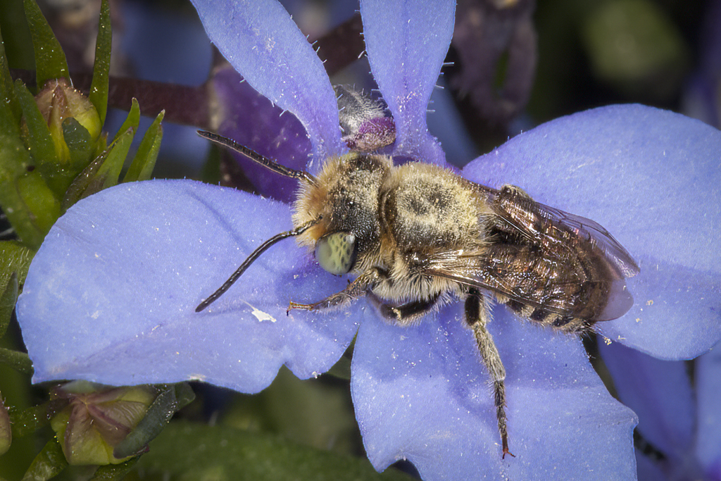 Alfalfa Leafcutter Bee from Daybreak, South Jordan, UT 84009, USA on ...