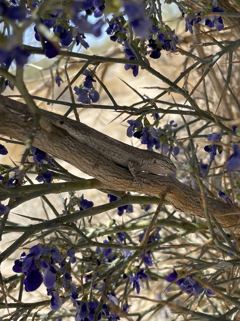 Long-tailed Brush Lizard in June 2023 by Thomas Thompson · iNaturalist