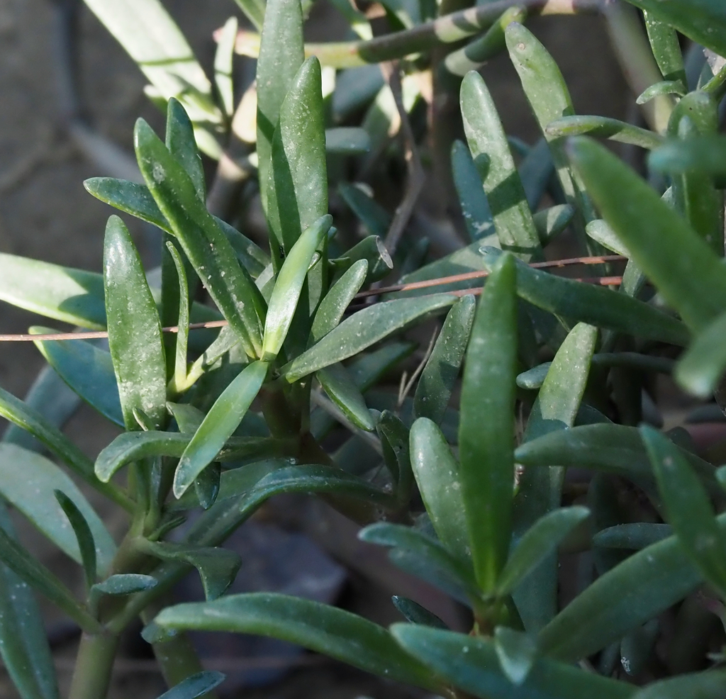 sea purslane from Currumbin Baree-Bodella Mangrove Walk QLD, Australia ...