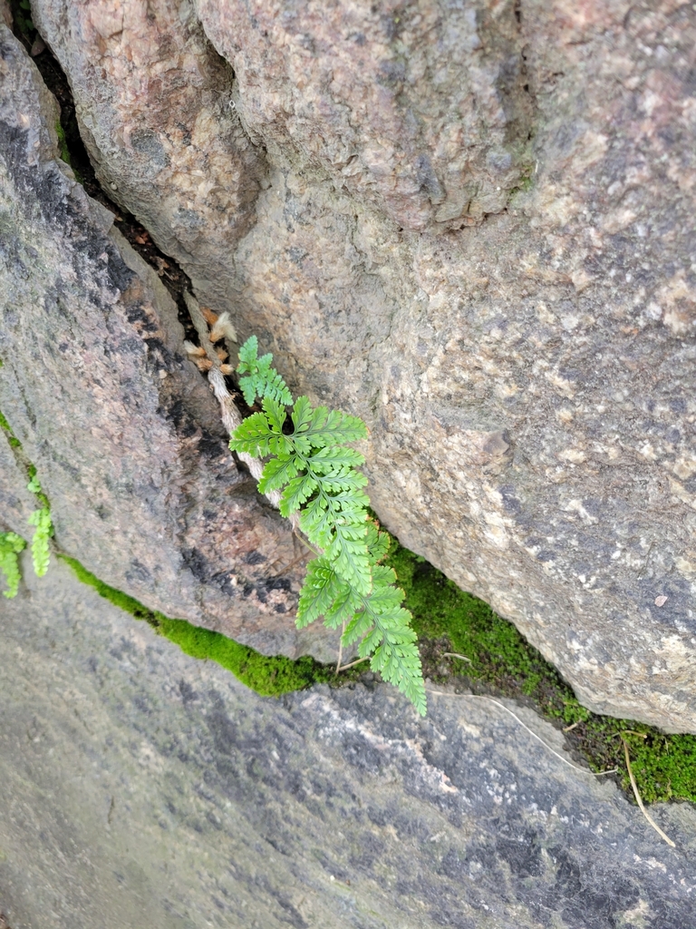 Squirrel's foot fern from 1 Osakajo, Chuo Ward, Osaka, 540-0002, Japan ...