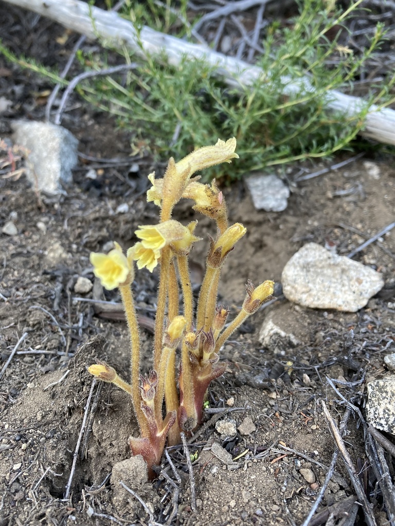 yellow clustered broomrape from Angeles National Forest, Palmdale, CA ...