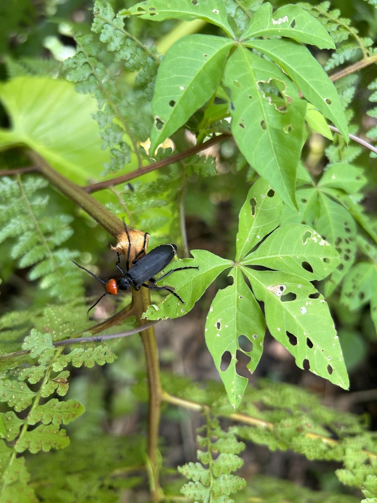 Epicauta hirticornis from Taiwan, Daan District, TPE, TW on June 24 ...