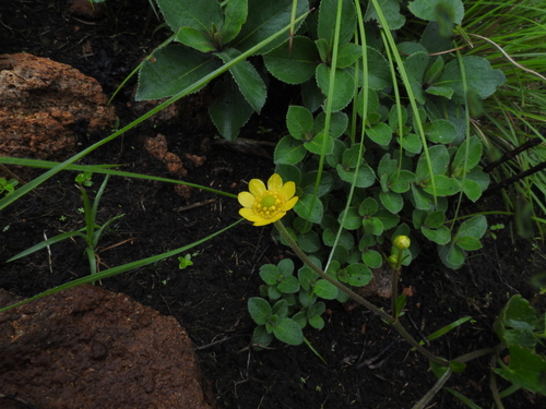 Ranunculus reniformis · iNaturalist