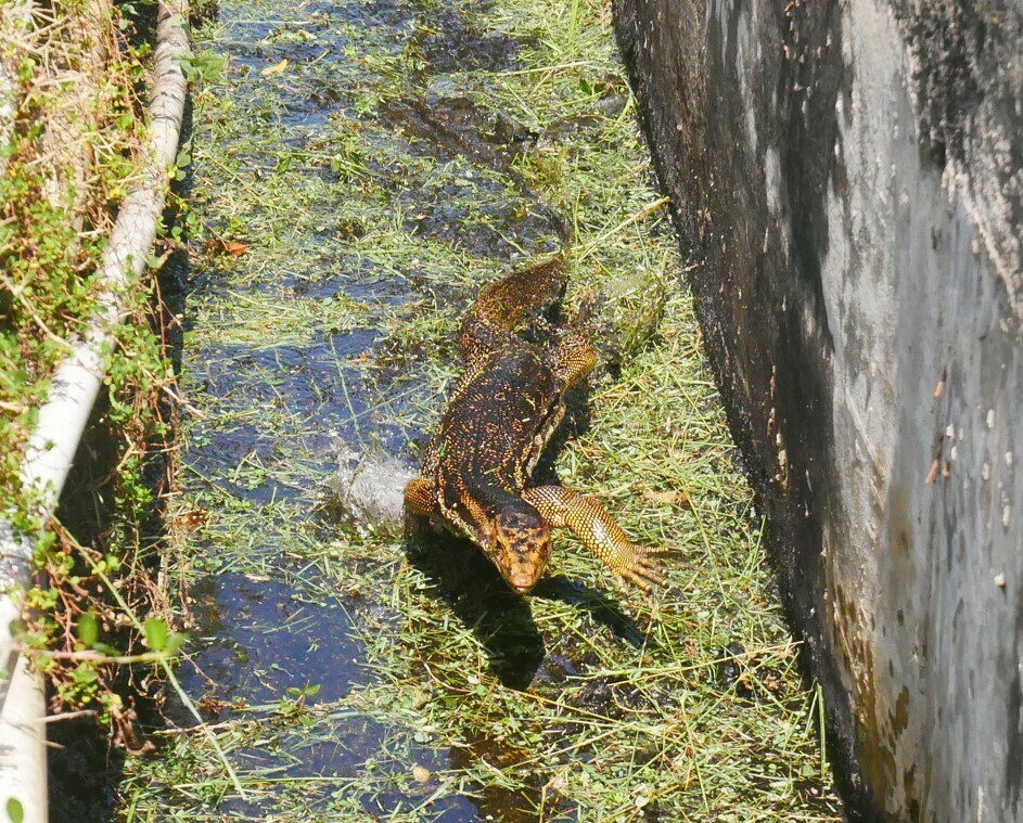 Togian Water Monitor from Jeneponto Regency, South Sulawesi, Indonesia ...