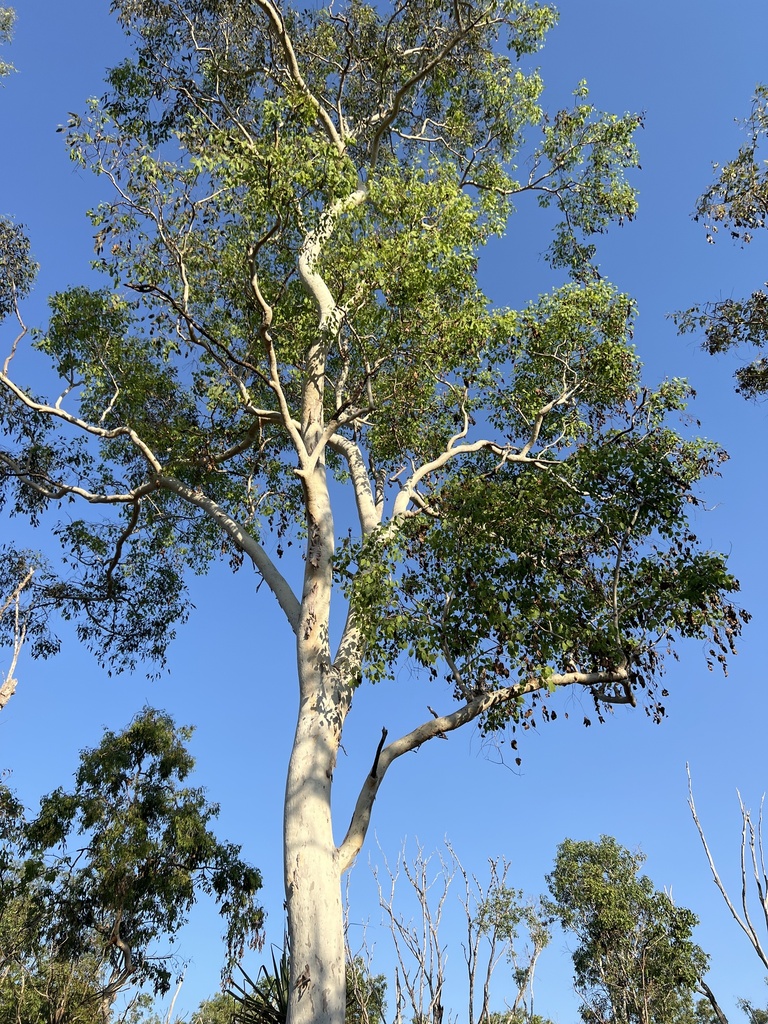 Eucalyptus alba australasica from Holmes Jungle Nature Park, Holmes, NT ...