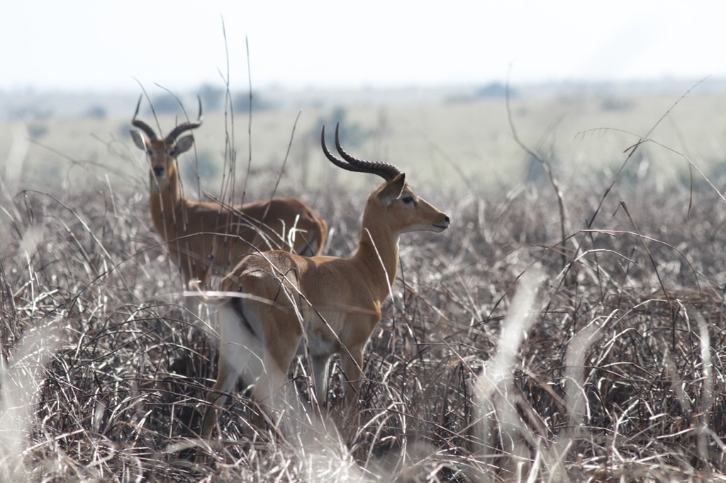 Ugandan Kob from Nagero, Democratic Republic of the Congo on December ...