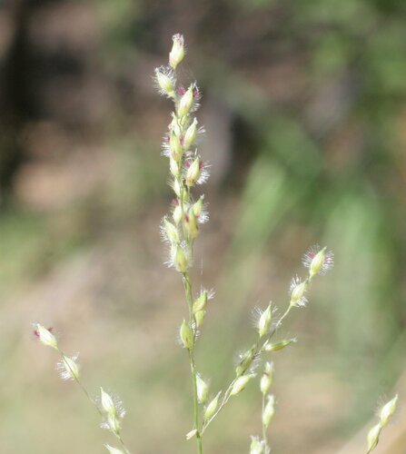 Urochloa occidentalis · NaturaLista Colombia