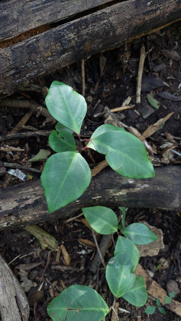 Embelia from Esk, AU-QL, AU on June 24, 2023 at 11:40 AM by murrayoke · iNaturalist