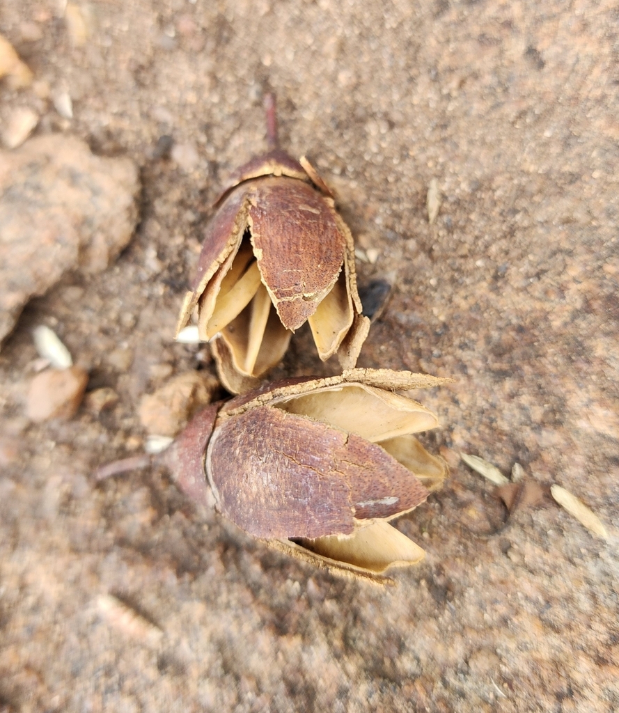 Lendia from Bheemana kindi on June 24, 2023 at 07:23 AM by Sriram ...