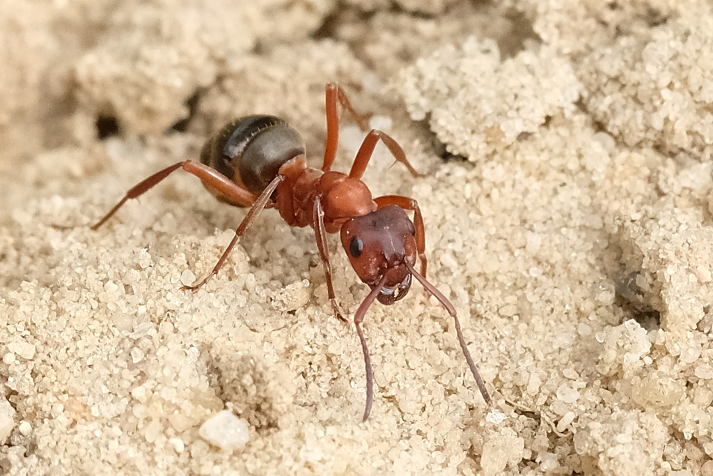 Blood-red Field Ant from Vechta, Niedersachsen, Germany on May 24, 2023 ...