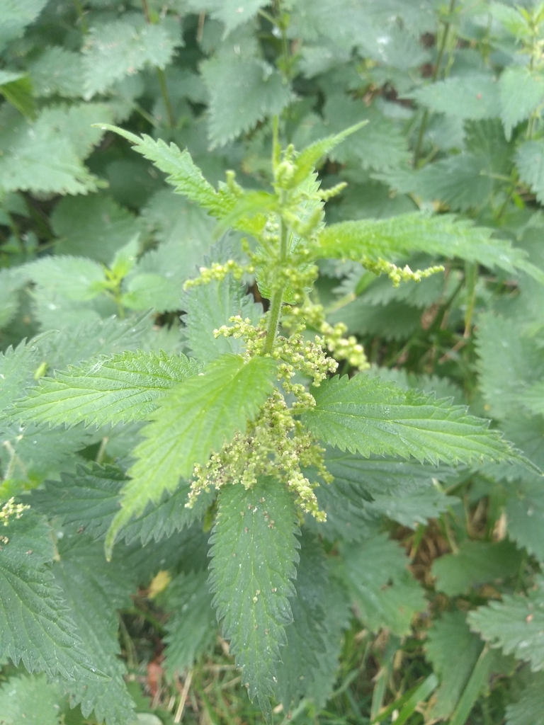 great stinging nettle from Frampton Cotterell, Bristol, UK on June 24 ...