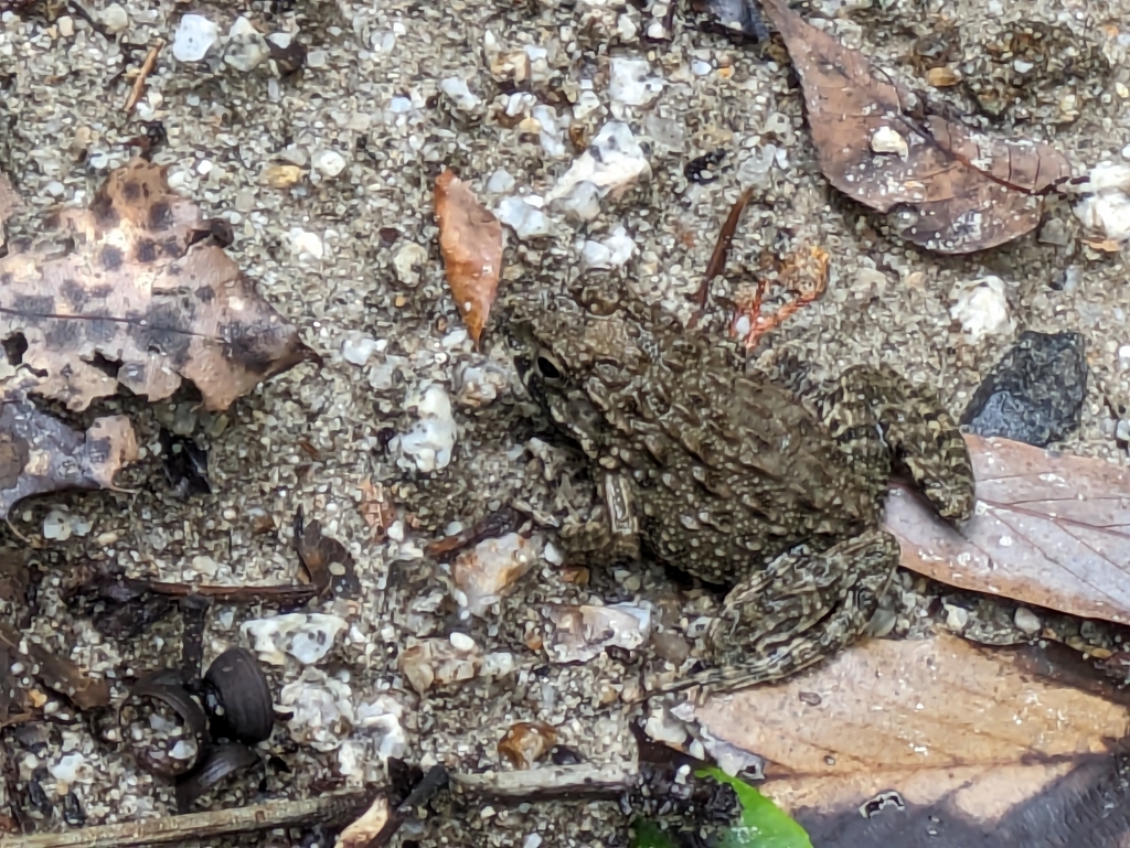 Wrinkled Frog from 2 Kamitakano Bōyama, Sakyo Ward, Kyoto, 606-0071 ...