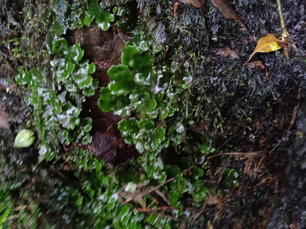 Monoclea forsteri from Korokoro Road near Korokoro School, Korokoro ...