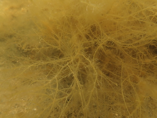 Chondria atropurpurea · iNaturalist Ecuador