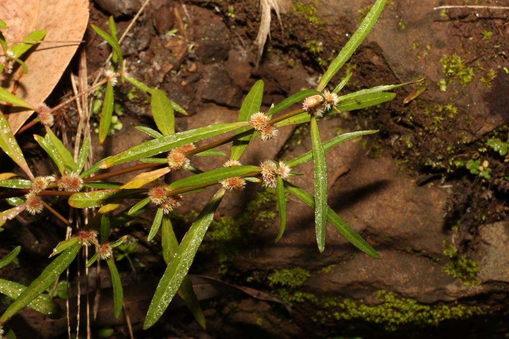 Lesser Joyweed from Coochin QLD 4310, Australia on June 24, 2023 at 10: ...