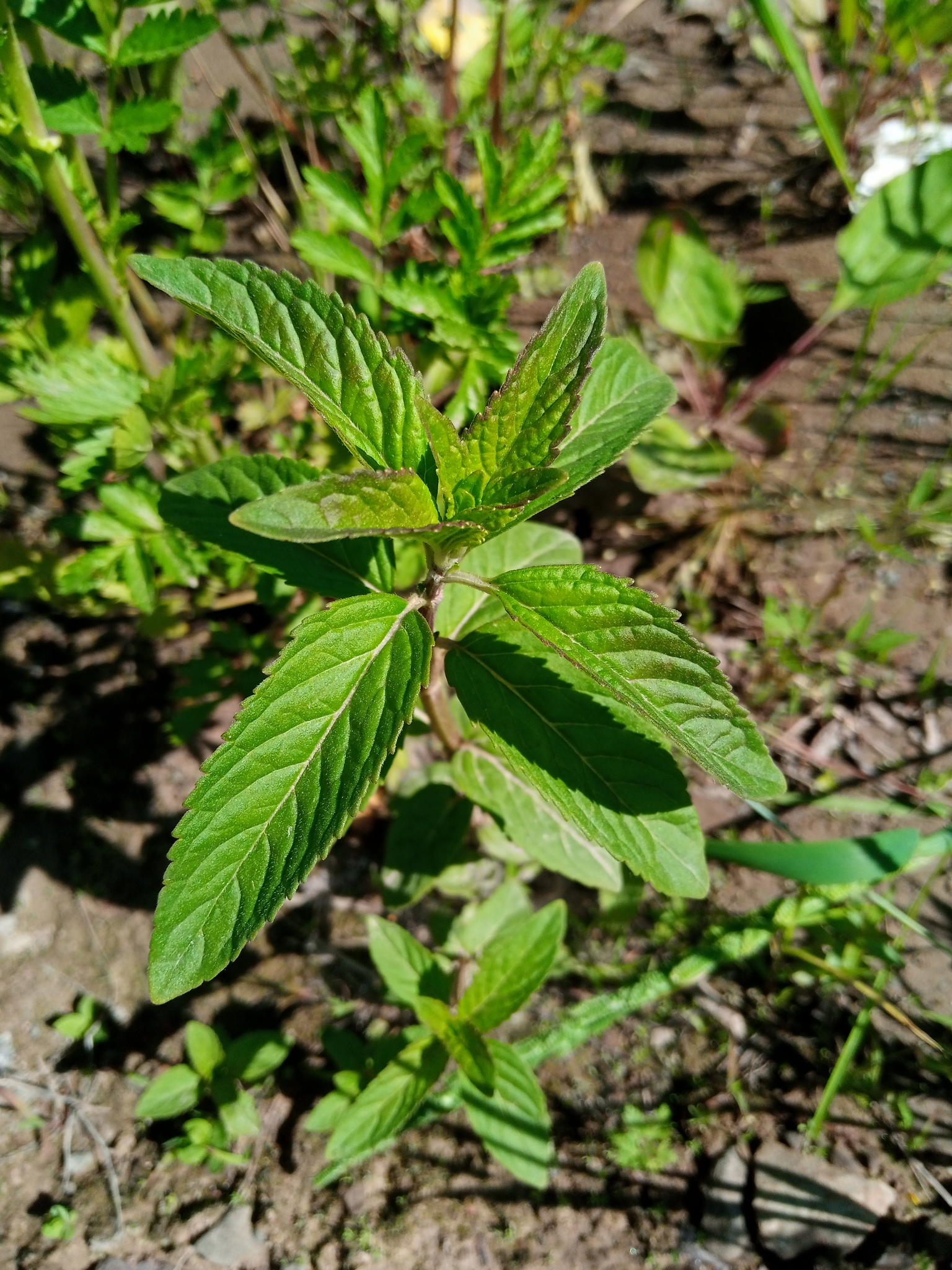 Mentha canadensis L.