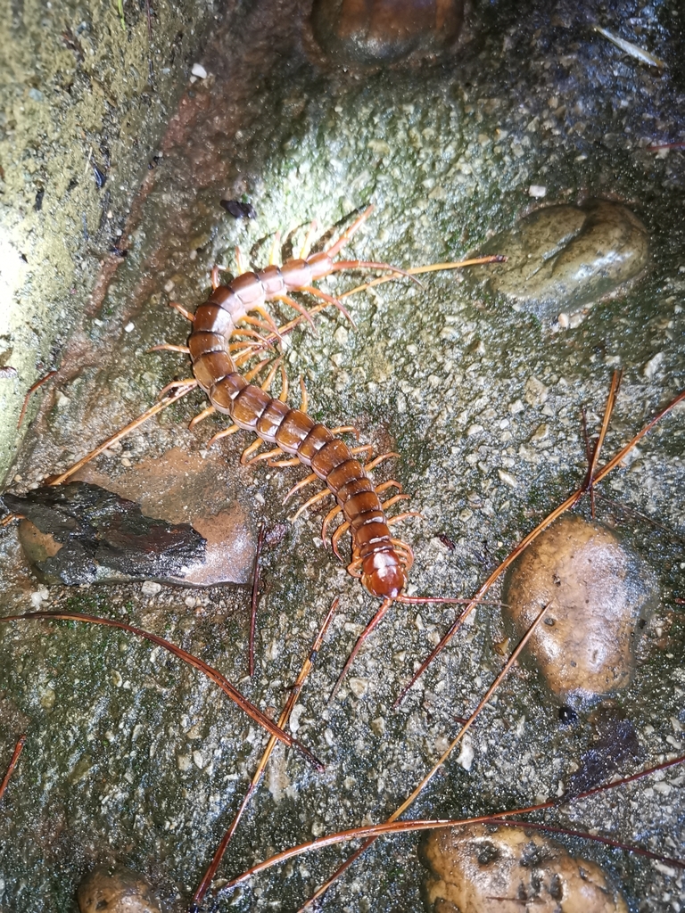 Vietnamese Centipede from 广西壮族自治区南宁市良庆区良庆 on June 23, 2023 at 08:47 PM ...