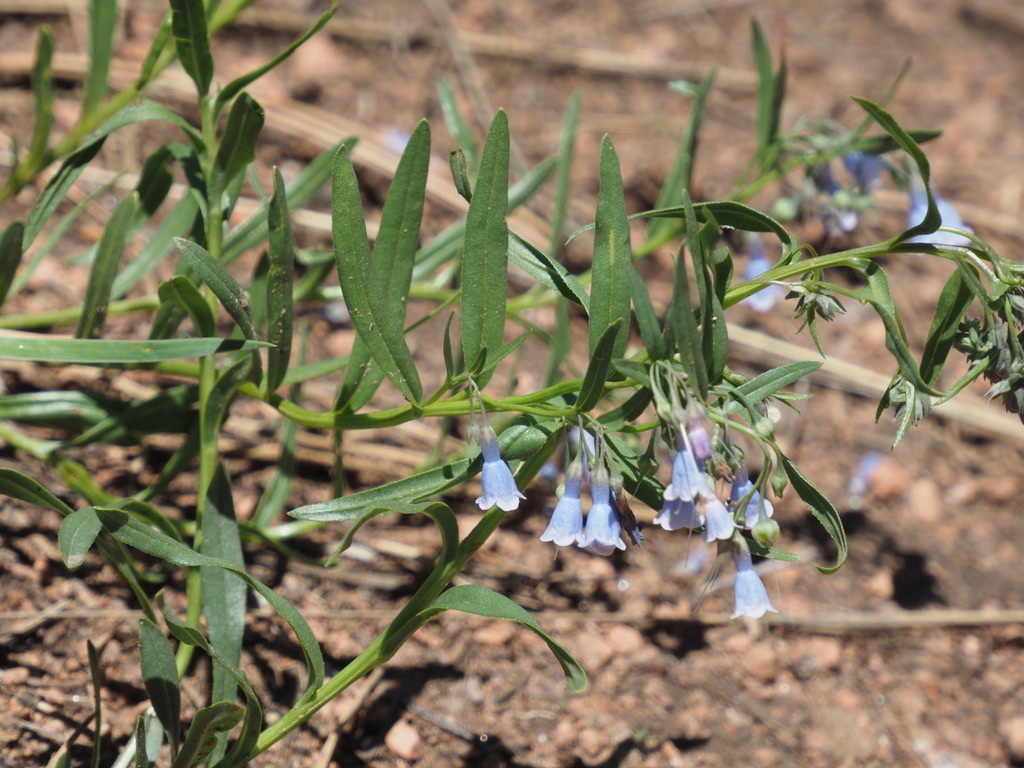 Prairie Bluebells from 12102 S Elk Creek Rd, Pine, CO 80470, USA on ...