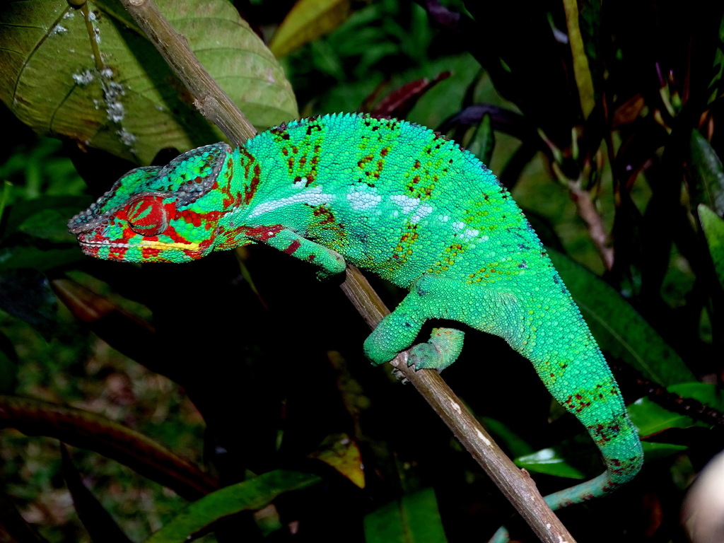 Panther Chameleon from Ambaro, Madagascar on July 30, 2018 by Mica ...
