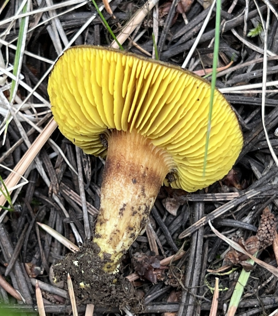 Western Gilled Bolete from Valley County, ID, USA on June 23, 2023 at ...