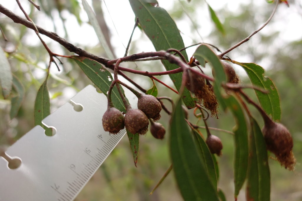 Red Ironbark from Croajingolong, E. Gippsland - Orbost, AU-VI, AU on ...