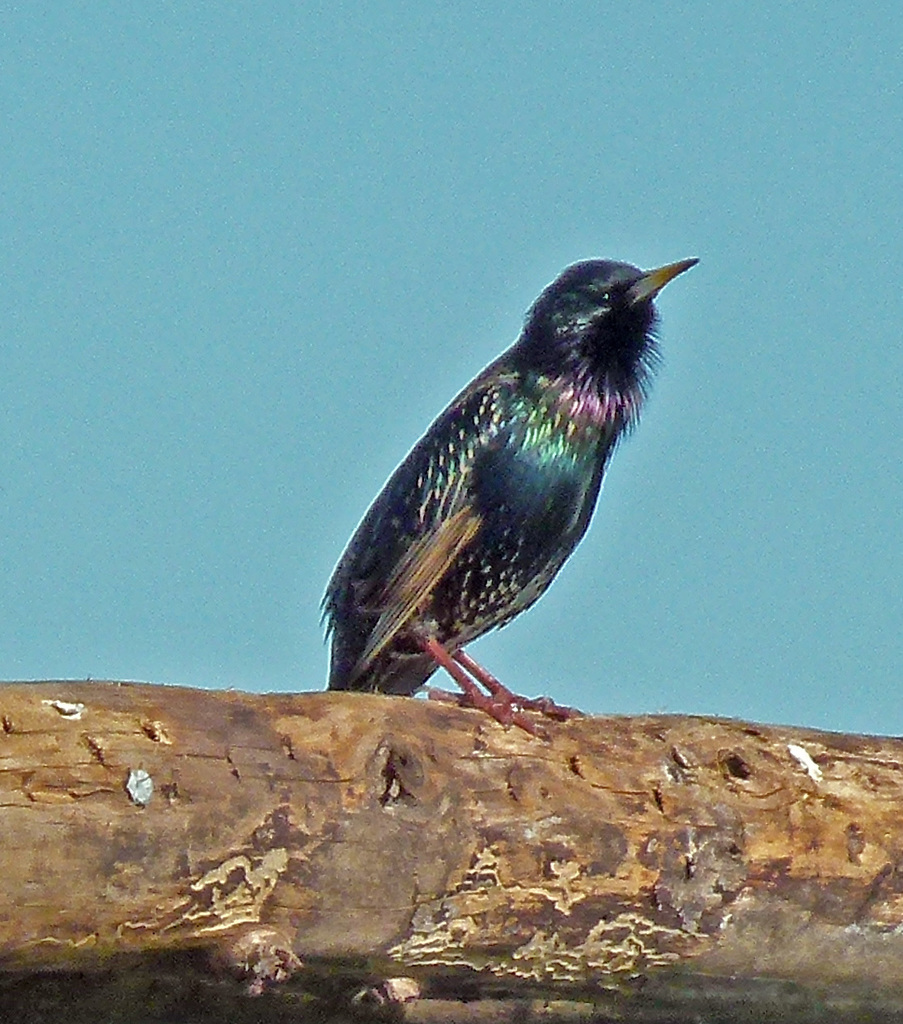 European Starling (Wildlife of Crawford State Park) · iNaturalist