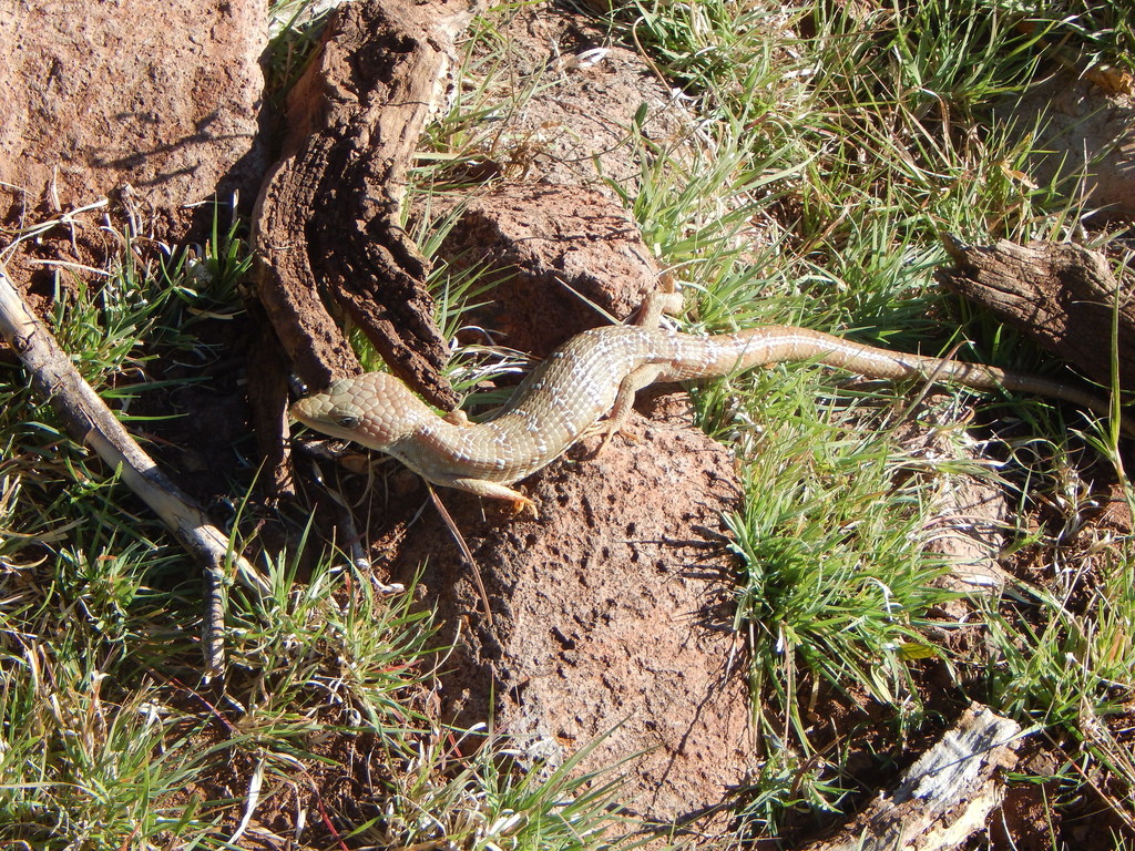 Texas Alligator Lizard from Manuel Benavides, Chih., México on November ...