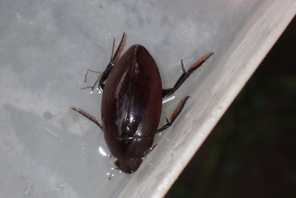 Hydrophilus in June 2023 by Yui Hong Chiu · iNaturalist