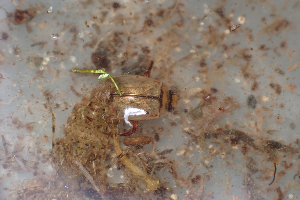 Hydaticus rhantoides in June 2023 by Yui Hong Chiu · iNaturalist