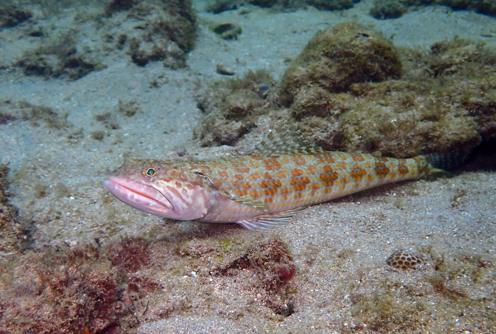 Sand Diver from Lauderdale-By-The-Sea, FL, USA on June 24, 2023 at 08: ...