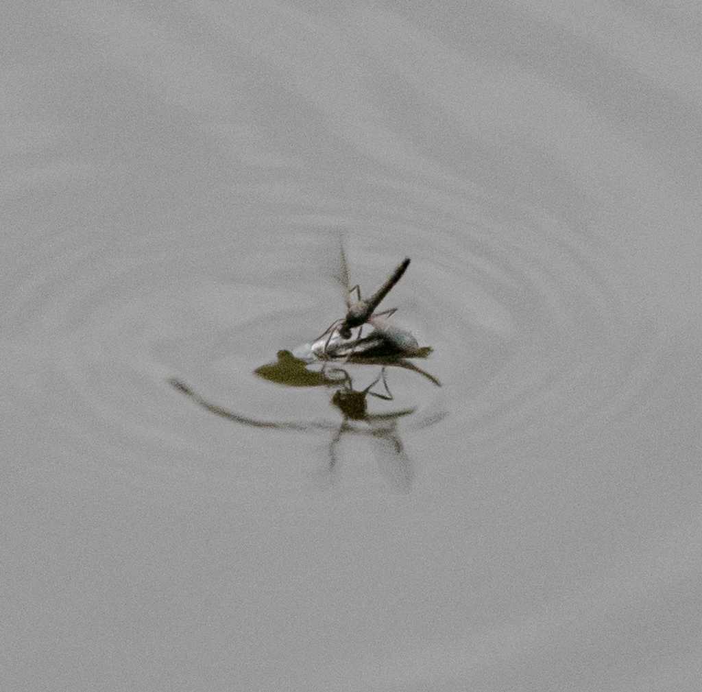 Highland Midge from Highland Council, UK on June 12, 2023 at 11:09 AM ...