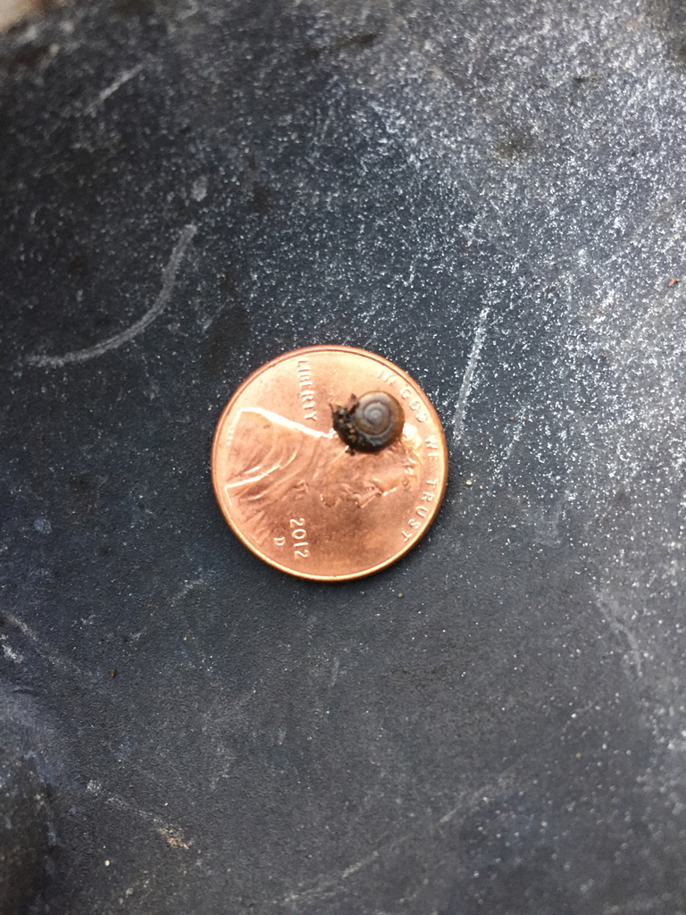 bark snail (Terrestrial Mollusks of Alabama) · iNaturalist