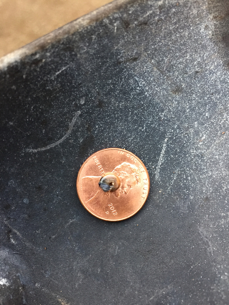 bark snail (Terrestrial Mollusks of Alabama) · iNaturalist