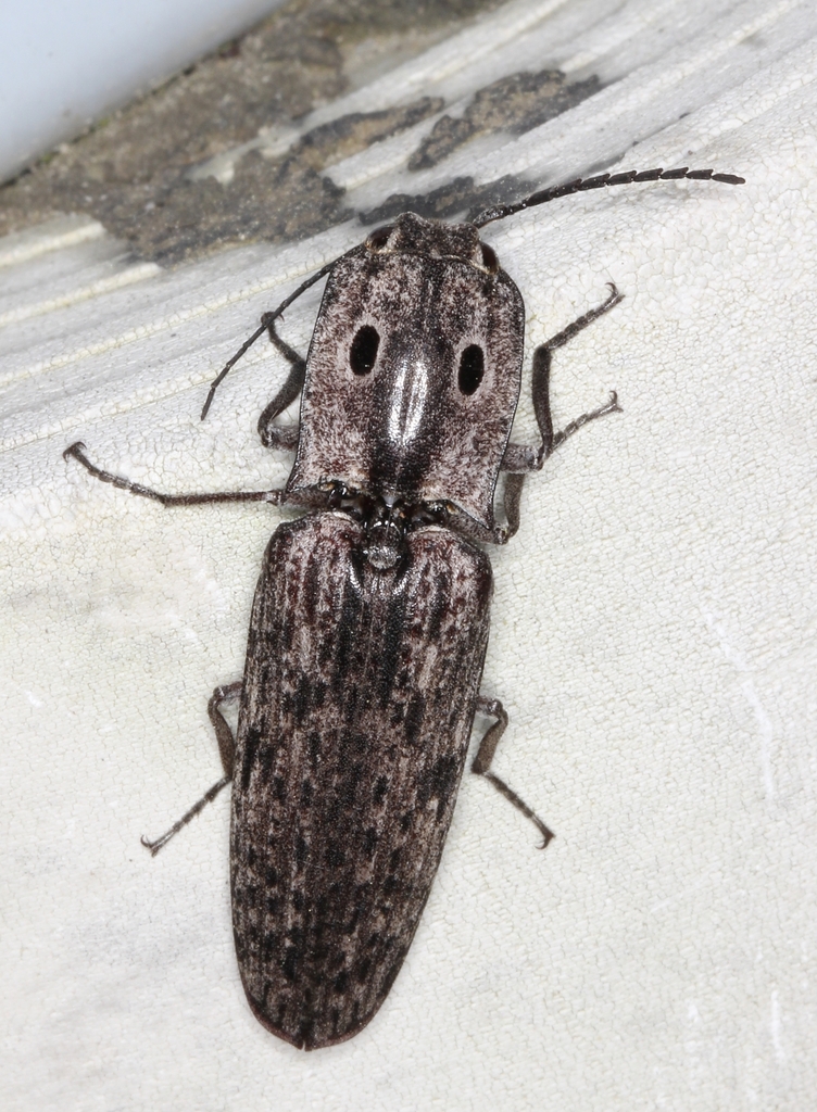 Small-eyed Click Beetle from Plumsted, NJ, USA on May 5, 2015 by ...