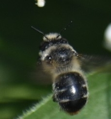 Orange-tipped Wood-digger from McHenry on June 24, 2023 at 10:20 AM by ...