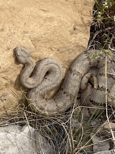 Mottled Rock Rattlesnake (Crotalus lepidus lepidus) - Snakes and Lizards