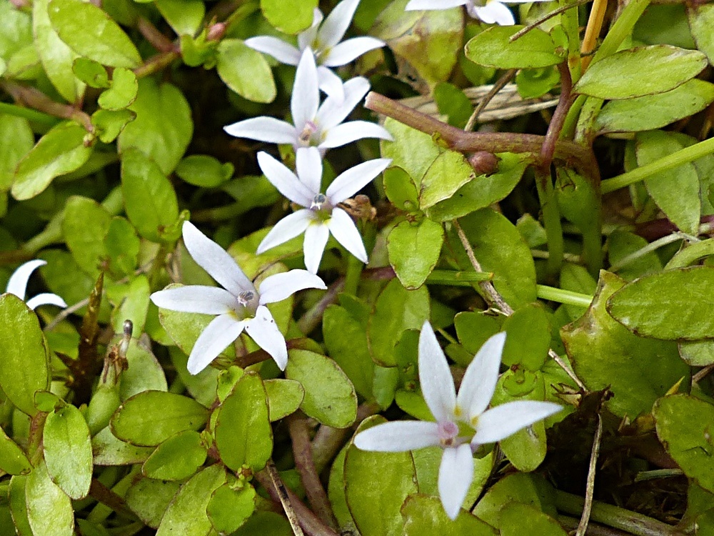 Hypsela in December 2018 by John B · iNaturalist