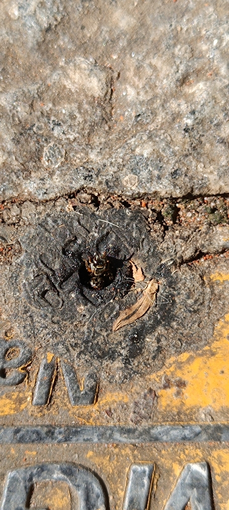 Plebeia from Jardim, Santo André - SP, Brasil on June 24, 2023 at 01:09 ...