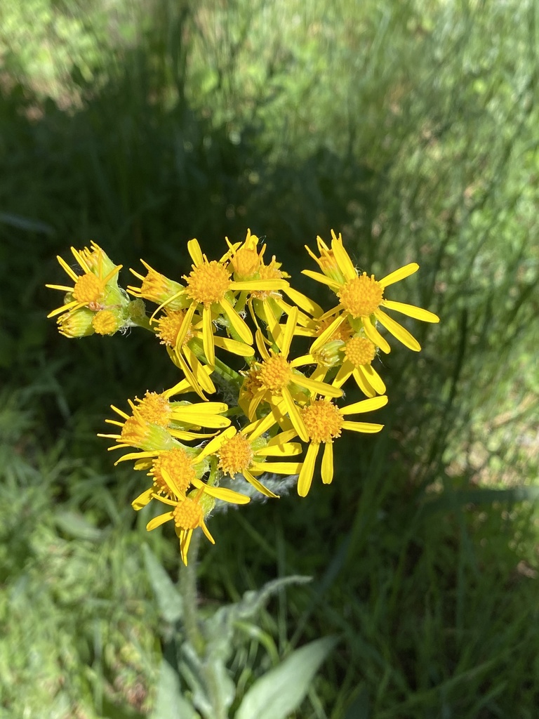 Tall western groundsel (Senecio integerrimus) - Botanical Realm