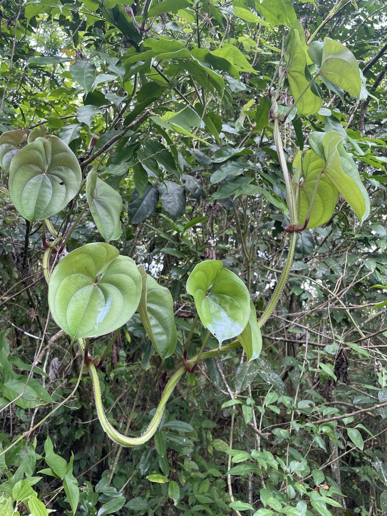 Purple yam from Puerto Rico, Ciales, Puerto Rico, US on June 22, 2023 ...