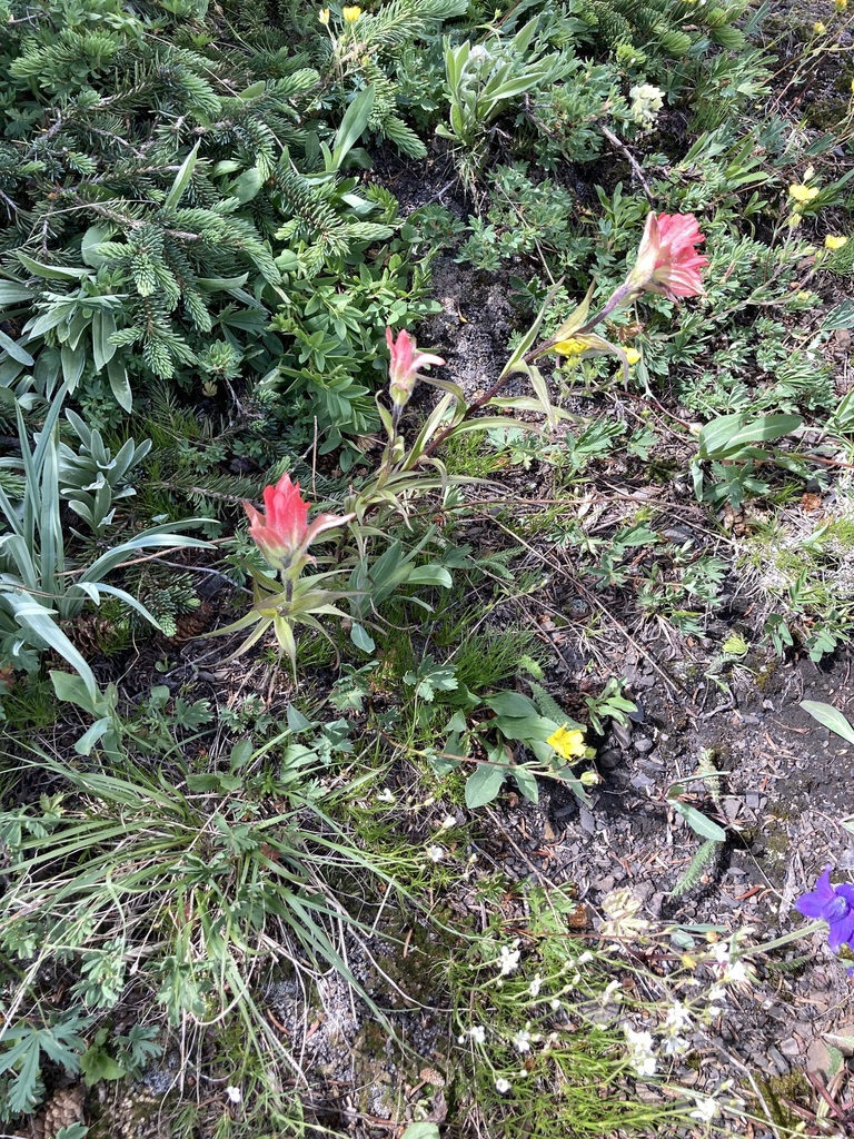 giant red Indian paintbrush from Kananaskis, AB T0L, Canada on June 22 ...
