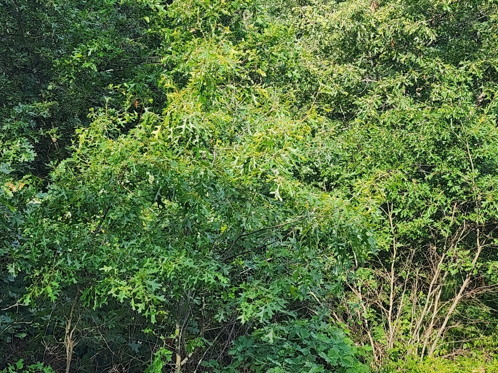 northern pin oak from Brockway, WI 54615, USA on June 24, 2023 at 09:48 ...
