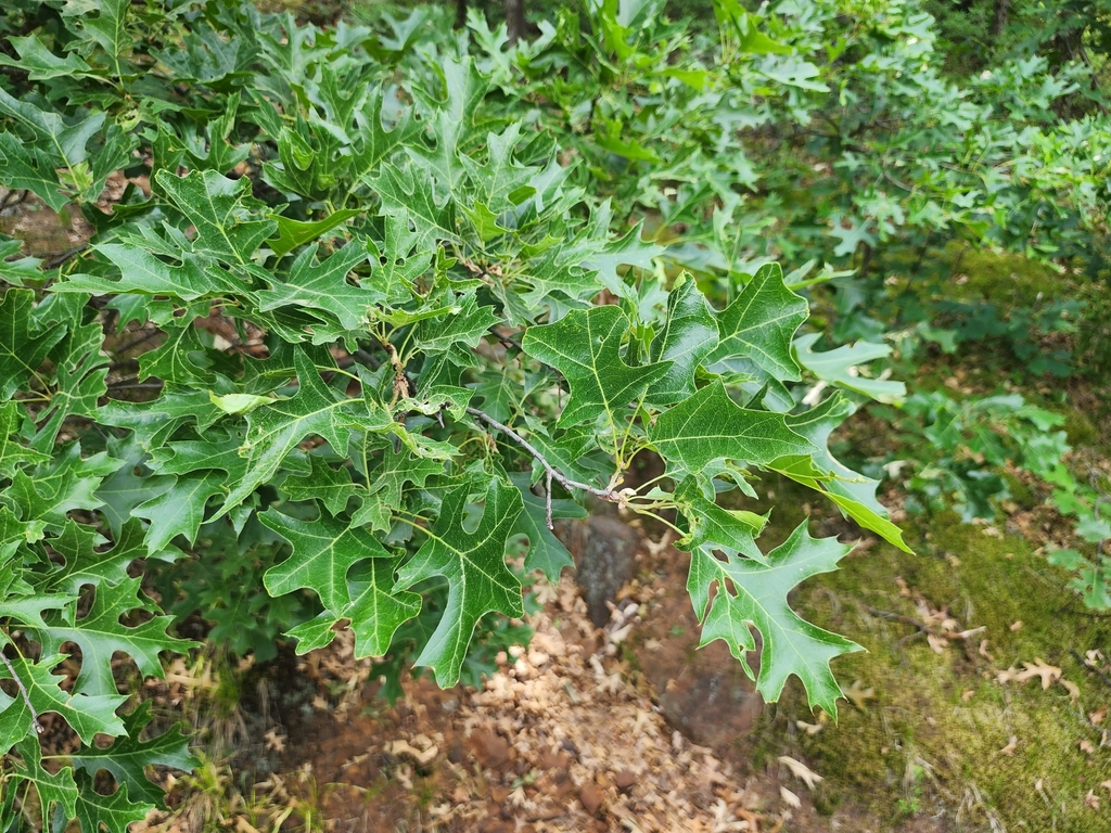 northern pin oak from Brockway, WI 54615, USA on June 24, 2023 at 09:51 ...
