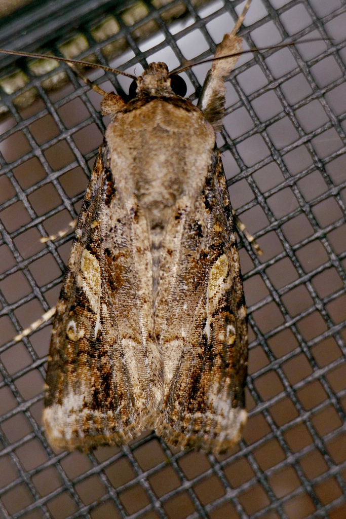 Fall Armyworm Moth (Florianopolis - Insects - Lepidoptera) · iNaturalist