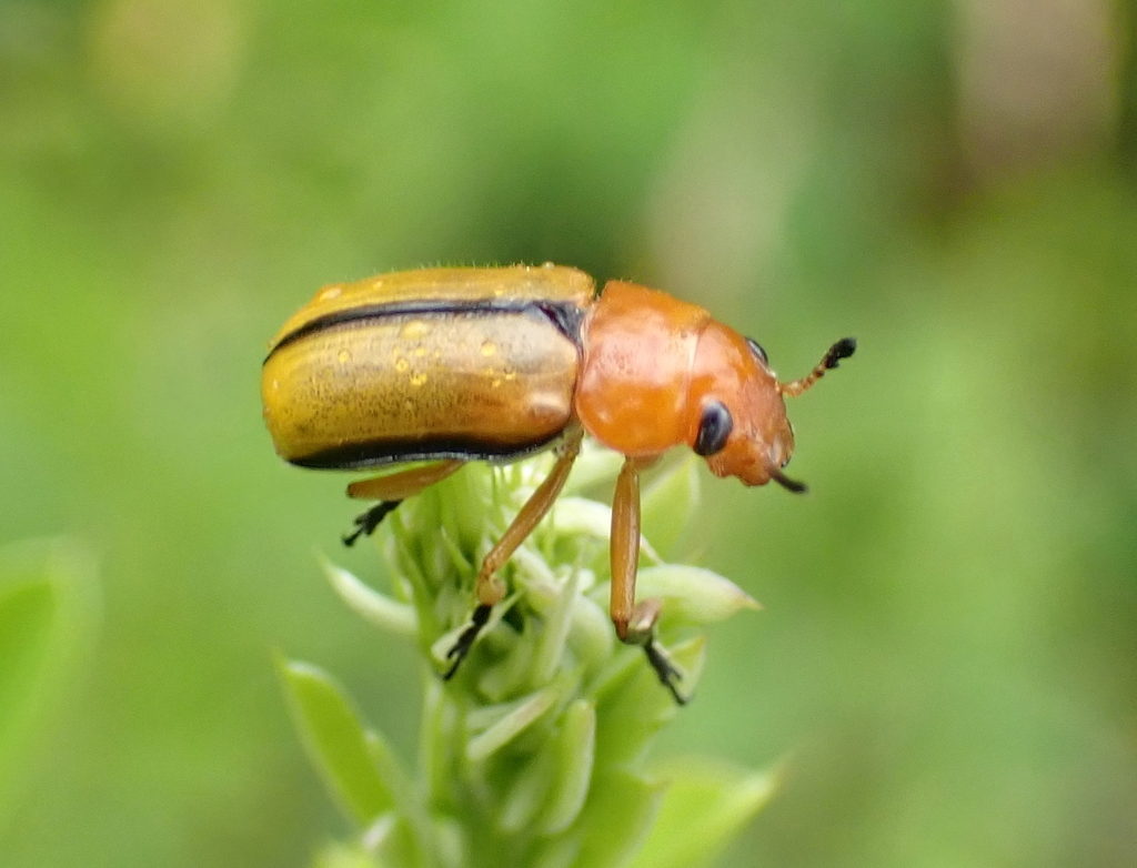 Clay-colored Leaf Beetle from Larus Park, Richmond on June 24, 2023 at ...