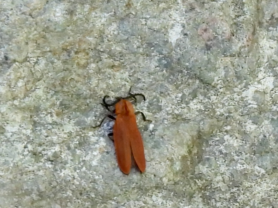 Net-winged Beetles from Ramsey Canyon AZ on June 15, 2023 at 10:55 AM ...
