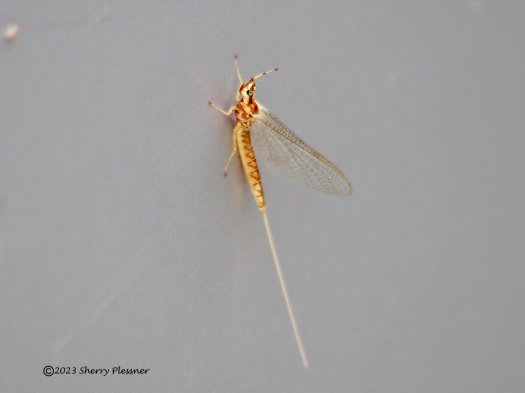 Giant Mayfly from Toledo Main Library 325 N Michigan St, Toledo, OH ...